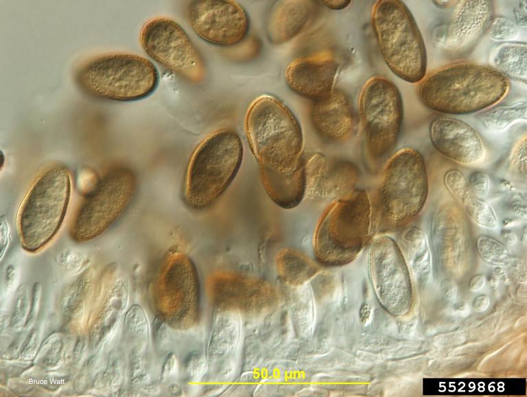 black rot (Botryosphaeria obtusa (Schwein.) Shoemaker)