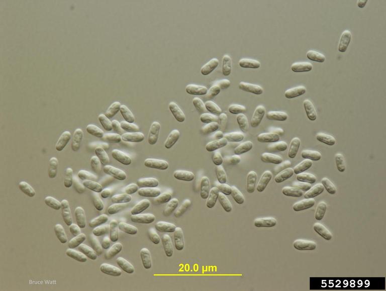 blackleg fungus (Leptosphaeria maculans)