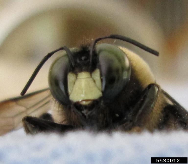 carpenter bee (Xylocopa virginica)
