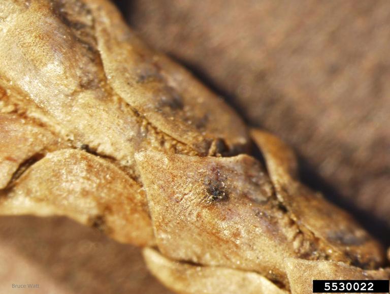 Seiridium cankers (Genus Seiridium)