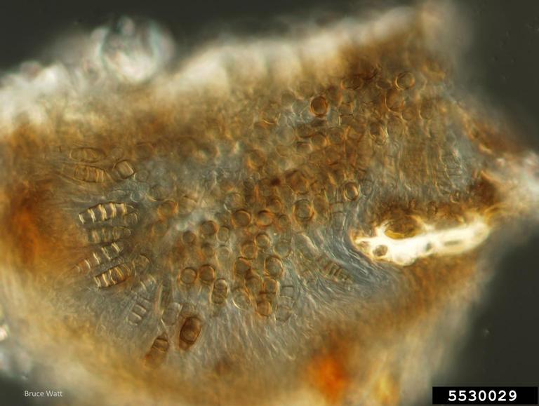 Seiridium cankers (Genus Seiridium Nees)