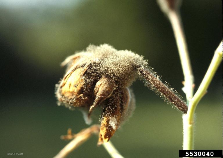 gray molds (Genus Botrytis)