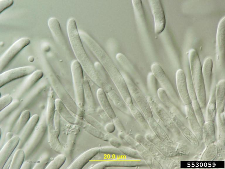 Fusarium wilts, blights, rots and damping-off (Genus Fusarium)