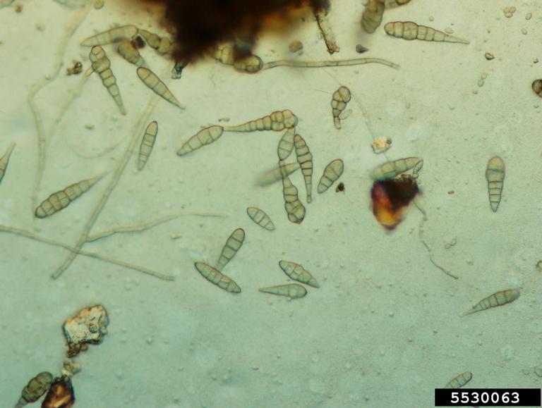 Alternaria black molds / stem cankers (Genus Alternaria Nees)