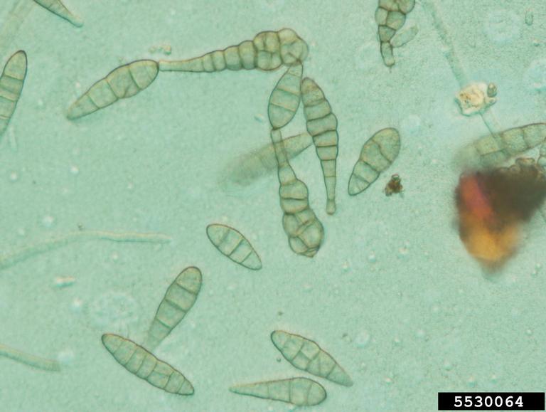 Alternaria black molds / stem cankers (Genus Alternaria)