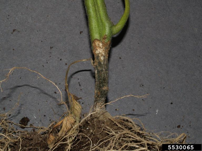 Alternaria black molds / stem cankers (Genus Alternaria Nees)