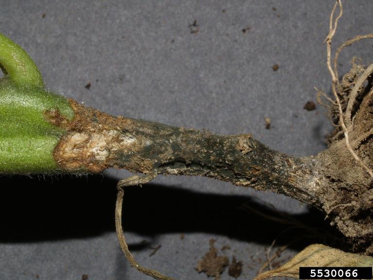 Alternaria black molds / stem cankers (Genus Alternaria)