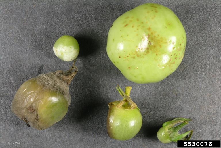 gray molds (Botrytis spp. ) on garden tomato (Solanum lycopersicum ...