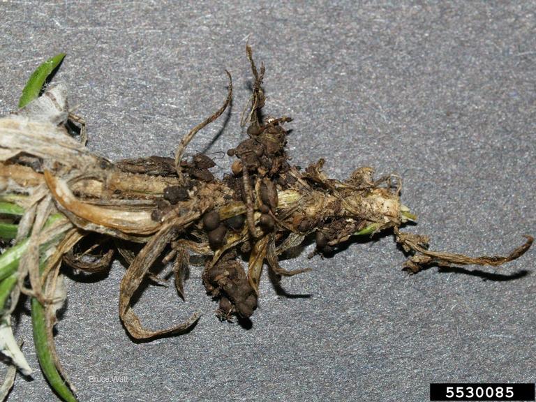 Root, Stem, and Crown Rots (Genus Sclerotium)