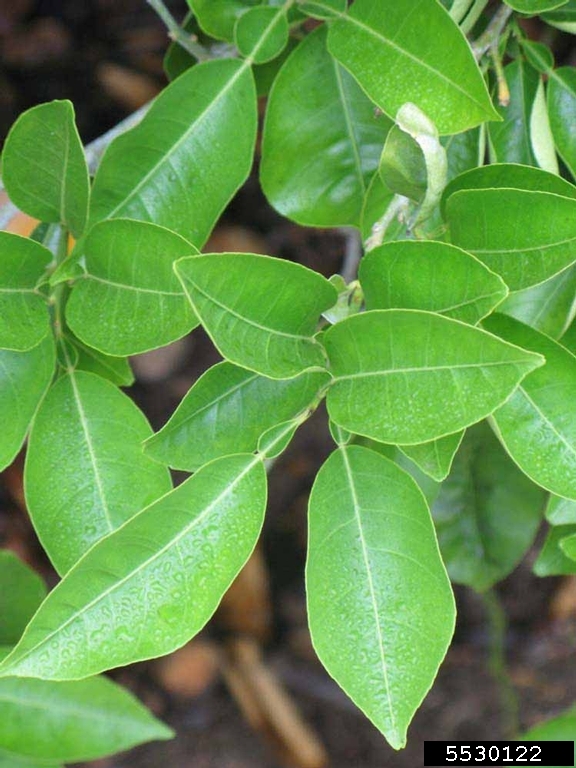 Xin Hui Cheng (Citrus x aurantium cv. Xin Hui Cheng)