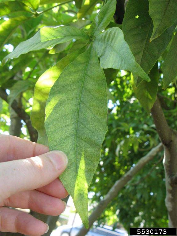 Yellow Sapote (Casimiroa tetrameria cv. Yellow Sapote)