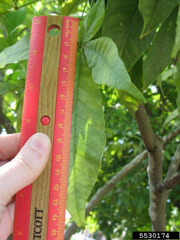 Yellow Sapote (Casimiroa tetrameria cv. Yellow Sapote)