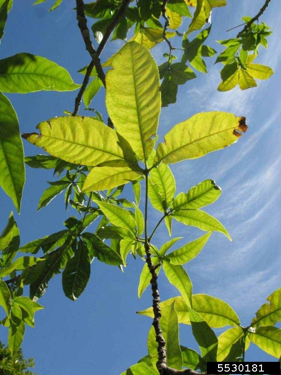 Yellow Sapote (Casimiroa tetrameria cv. Yellow Sapote)
