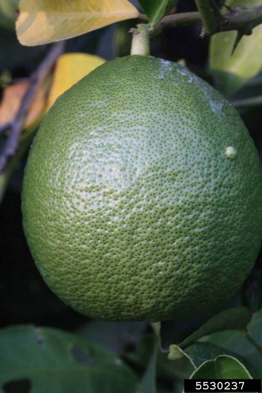 Yuma Ponderosa (Citrus maxima cv. Yuma Ponderosa (Burm.) Merr.)
