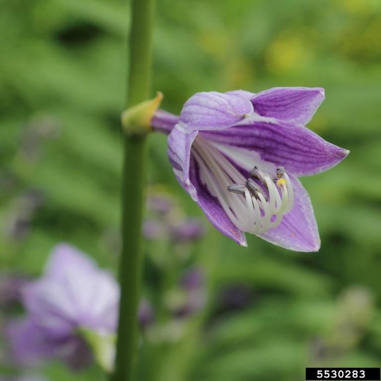 blue plantain lily (Hosta ventricosa (Salisb.) Stearn)
