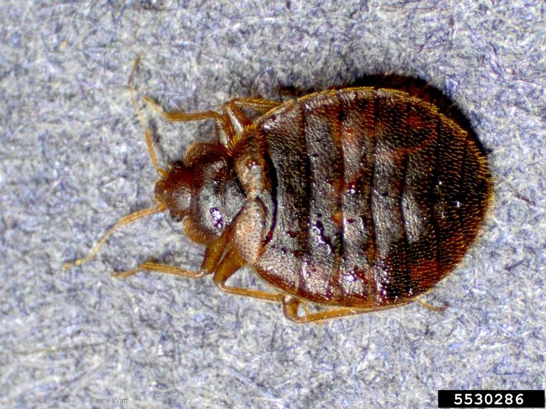 bed bug (Cimex lectularius Linnaeus)