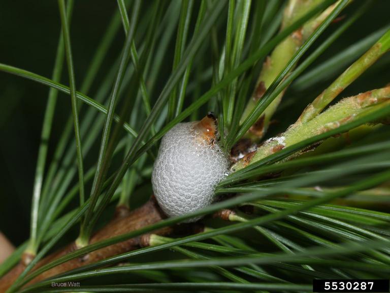 pine spittlebug (Aphrophora cribrata (Walker, 1851))