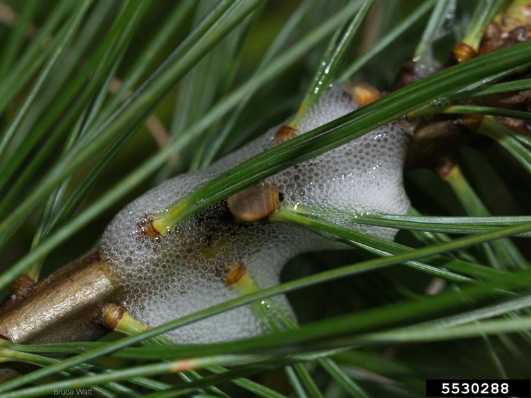 pine spittlebug (Aphrophora cribrata (Walker, 1851))