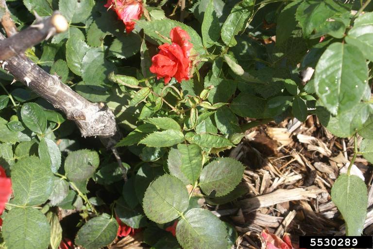rose rosette disease (RRD) (Emaravirus Rose rosette disease)