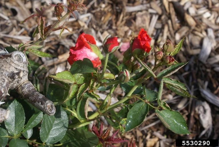 rose rosette disease (RRD) (Emaravirus Rose rosette disease)