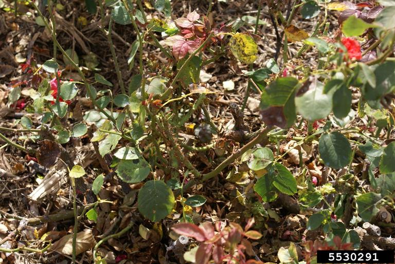 Rose rosette virus (RRV) (Emaravirus Rose rosette virus)