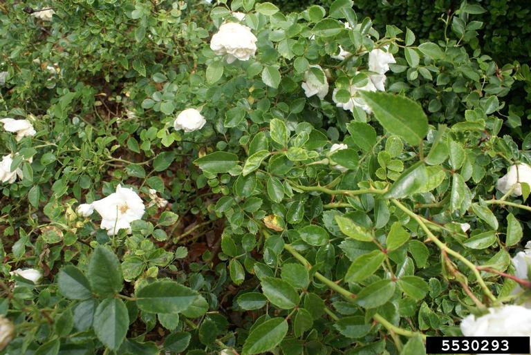 rose rosette disease (RRD) (Emaravirus Rose rosette disease)