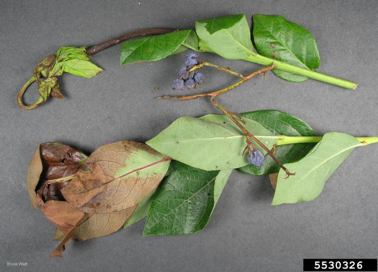 plant pathogen (Genus Melanconium)