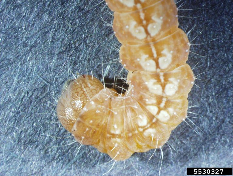 hesitant dagger moth (Acronicta haesitata ) on oak (Quercus spp ...