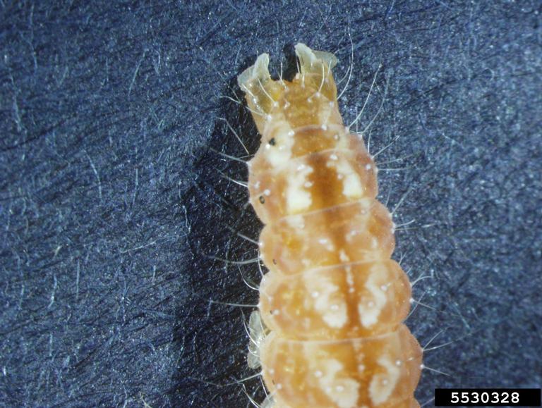 hesitant dagger moth (Acronicta haesitata ) on oak (Quercus spp ...