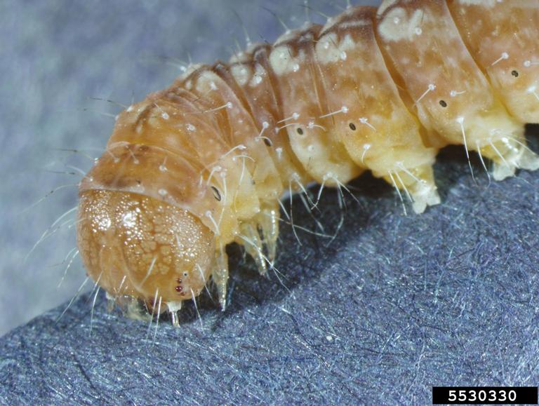 hesitant dagger moth (Acronicta haesitata (Grote, 1882))