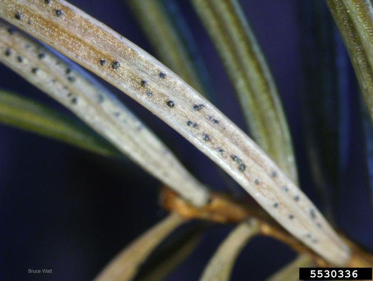 Phyllosticta leaf spots (Genus Phyllosticta)