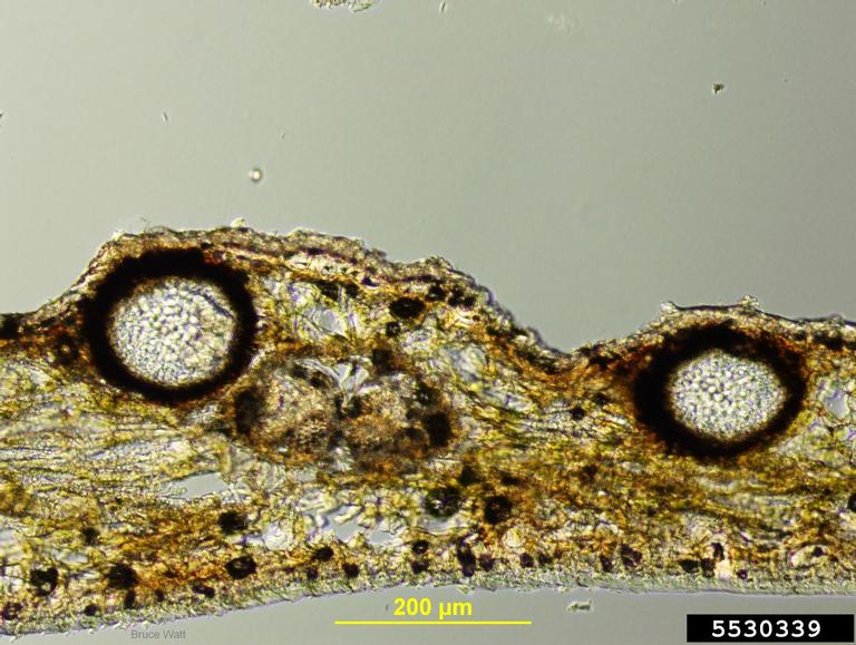Phyllosticta leaf spots (Genus Phyllosticta Pers.)