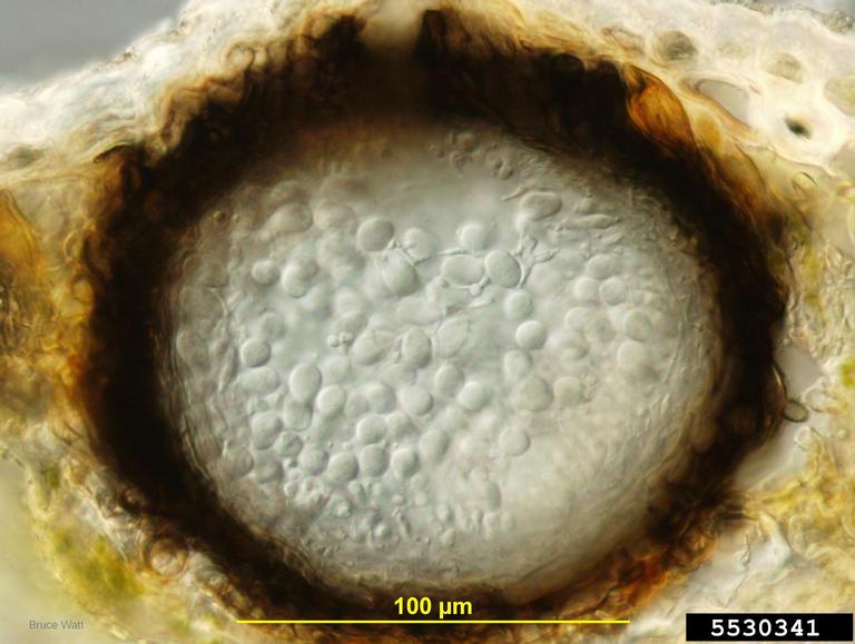 Phyllosticta leaf spots (Genus Phyllosticta Pers.)