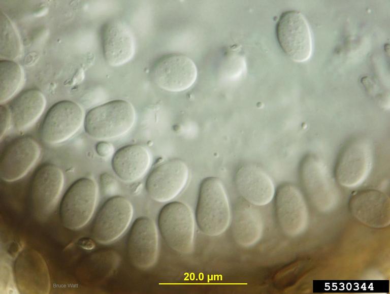 Phyllosticta leaf spots (Genus Phyllosticta Pers.)