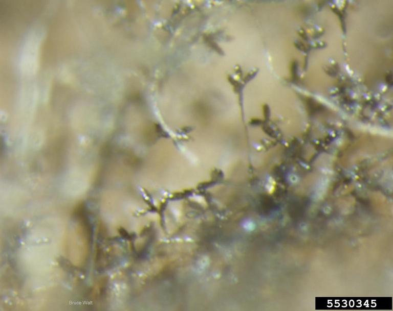 Embellisia skin blotch and bulb canker of garlic (Embellisia allii)