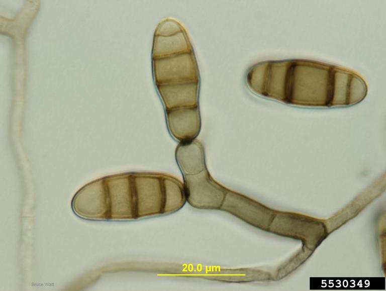 Embellisia skin blotch and bulb canker of garlic (Embellisia allii)