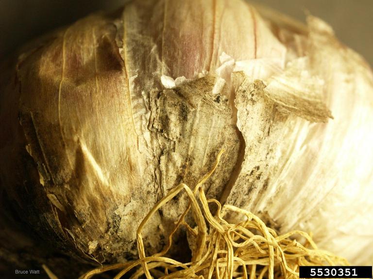 Embellisia skin blotch and bulb canker of garlic (Embellisia allii)