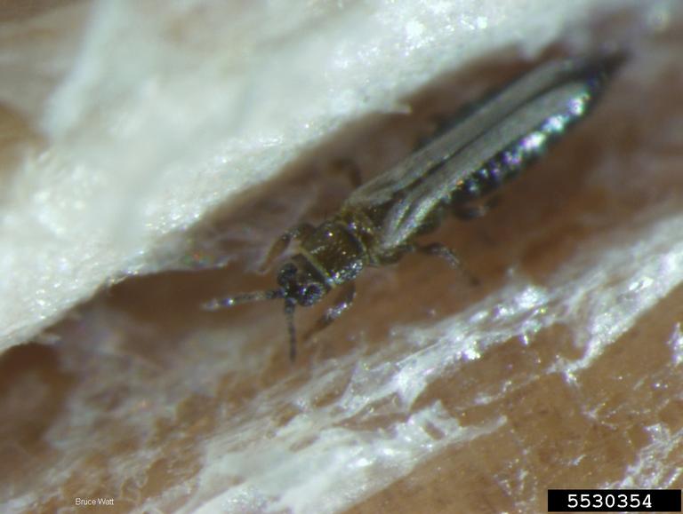 onion thrips (Thrips tabaci ) on cultivated garlic (Allium sativum ...