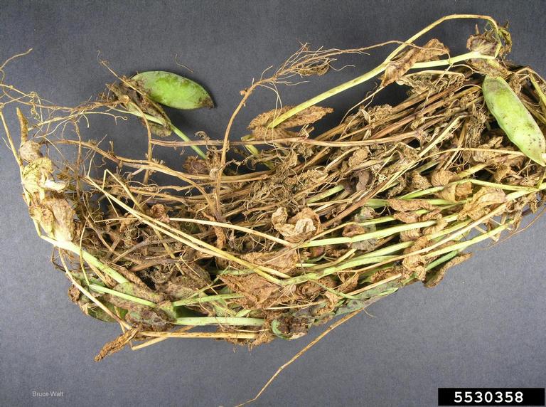 Ascochyta blight of pea (Didymella pinodes (Berk. & A. Bloxam) Petr. 1924)