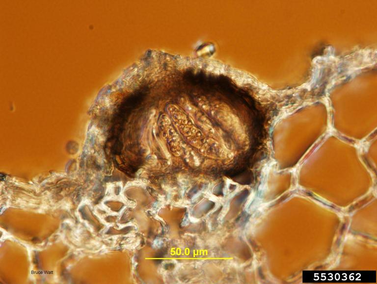 Ascochyta blight of pea (Didymella pinodes ) on field pea (Pisum ...