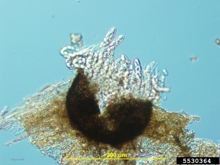 Ascochyta blight of pea (Didymella pinodes)