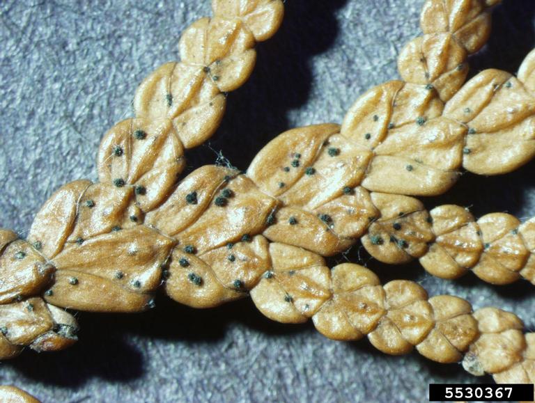 Phyllosticta leaf spots (Genus Phyllosticta)