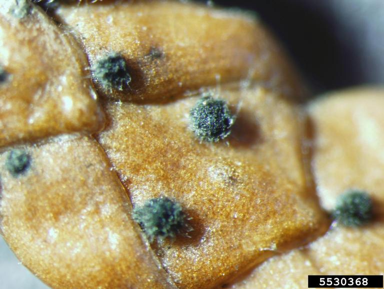 Phyllosticta leaf spots (Genus Phyllosticta)