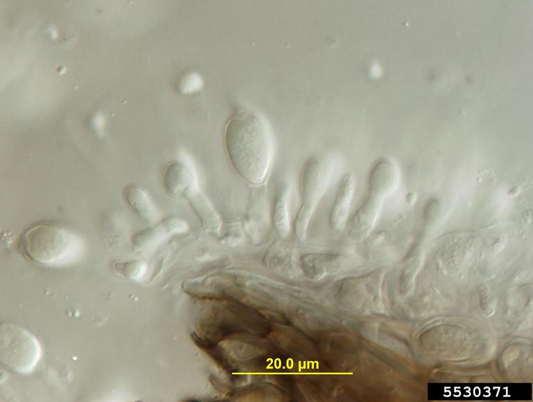 Phyllosticta leaf spots (Phyllosticta spp. ) on arborvitae (Thuja spp ...