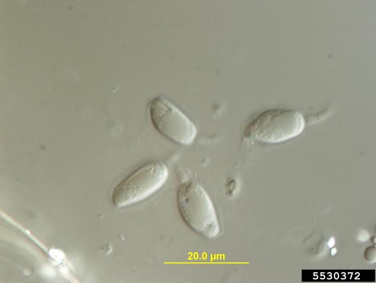 Phyllosticta leaf spots (Genus Phyllosticta)