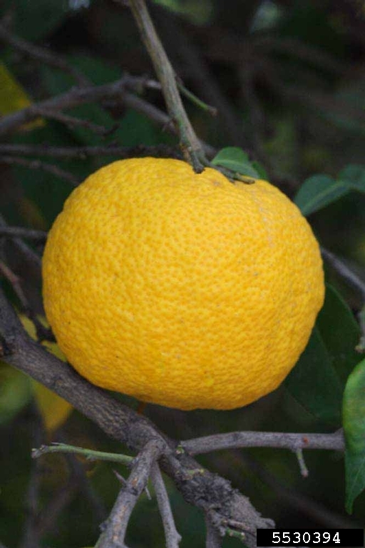 Yuzu (Citrus x junos cv. Yuzu Siebold ex Tanaka)