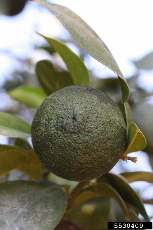 Yuzu (Citrus x junos cv. Yuzu Siebold ex Tanaka)