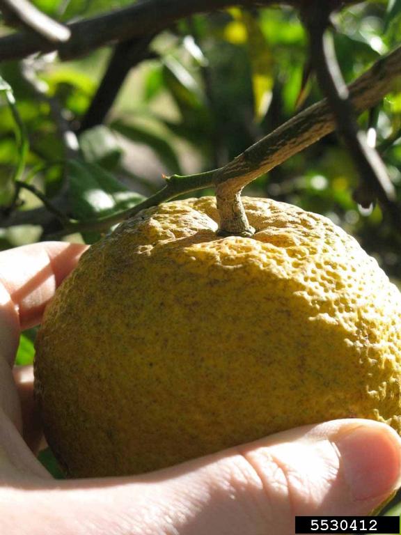 Yuzu (Citrus x junos cv. Yuzu Siebold ex Tanaka)