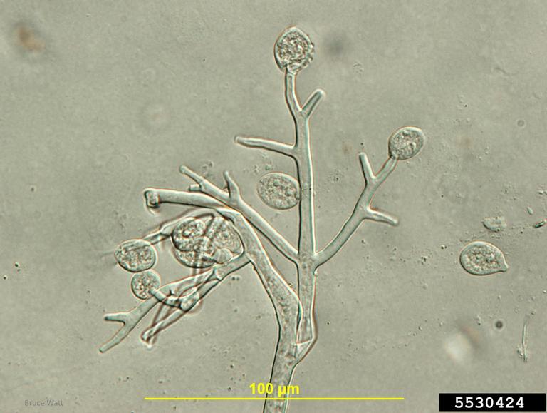 downy mildew (Genus Peronospora Corda)