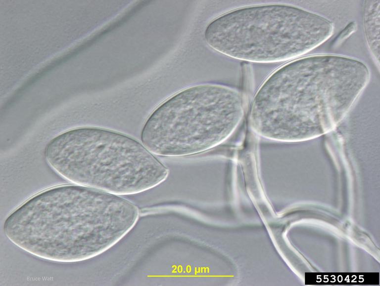 downy mildew (Genus Peronospora)
